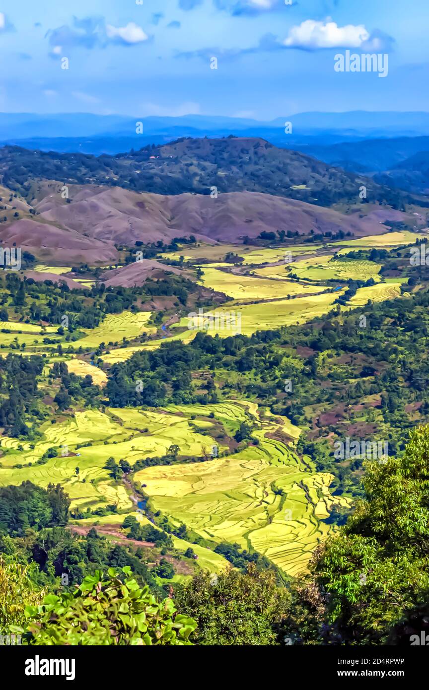 A vertical view of a valley with paddy fields and pine trees. Colorful ...