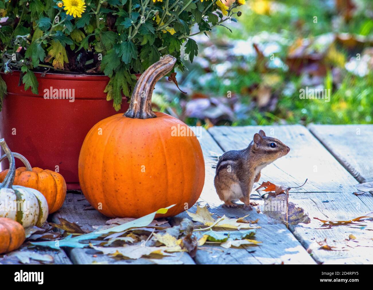 Chipmunk poses with fall pumpkins and flowers, in this cute autumn ...