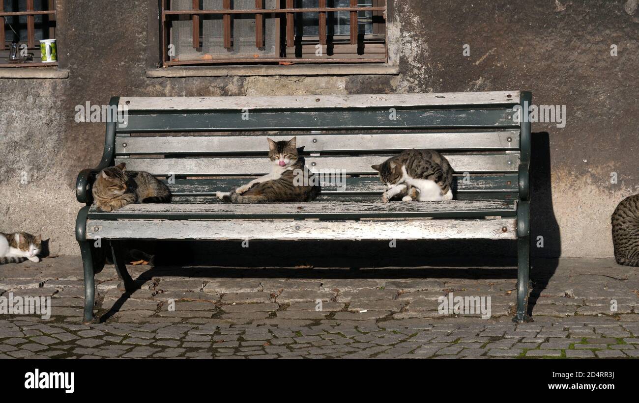 Eminonu cat hi-res stock photography and images - Alamy
