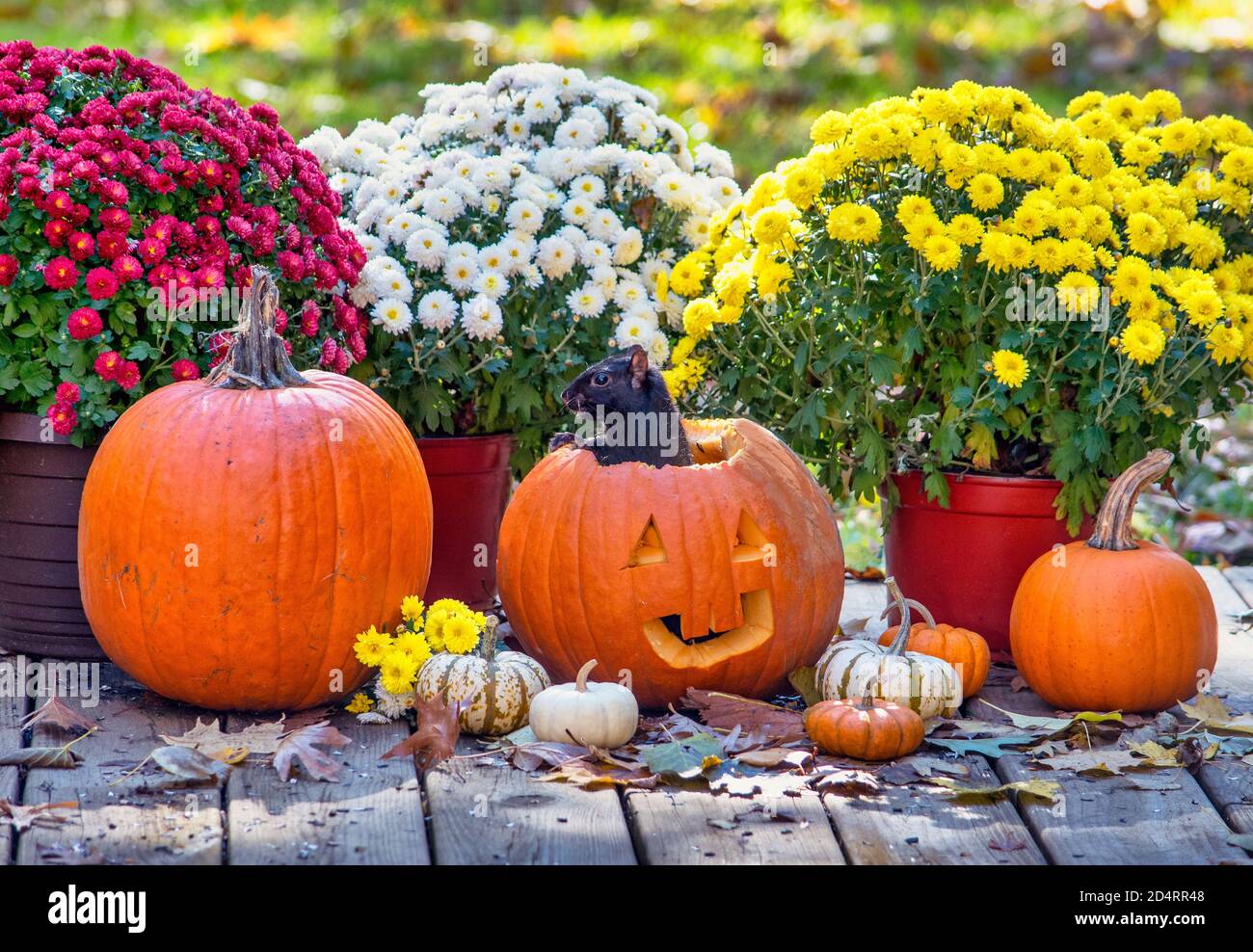 Smiling gourds hi-res stock photography and images - Alamy