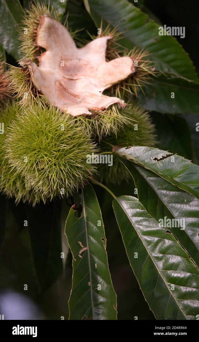 Empty husk hi-res stock photography and images - Alamy