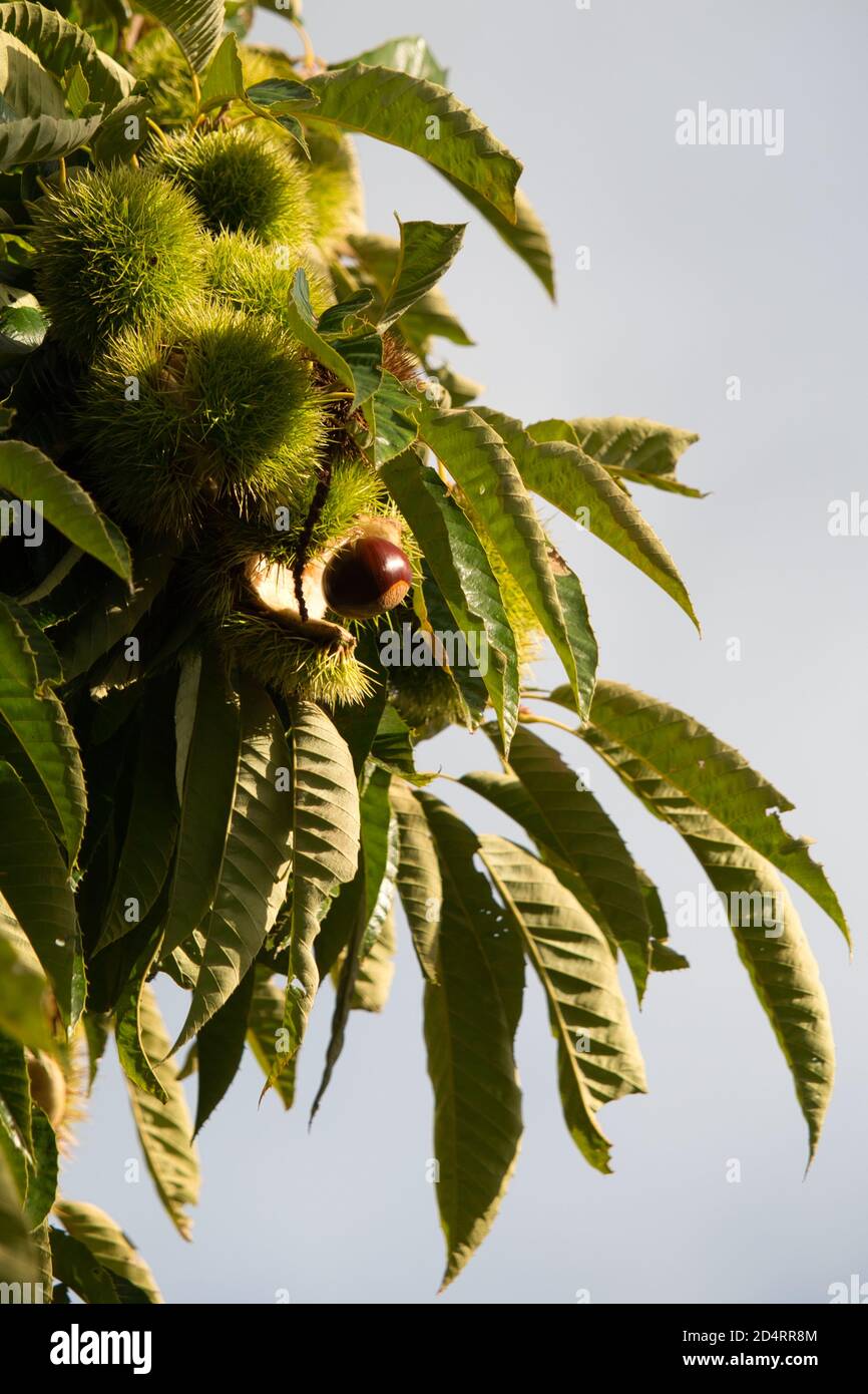Chestnuts japan hi-res stock photography and images - Alamy
