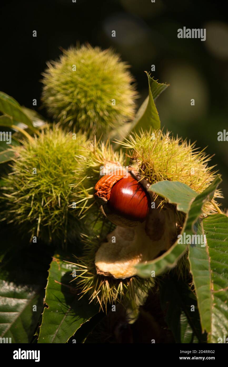 Ripen from the tree hi-res stock photography and images - Alamy