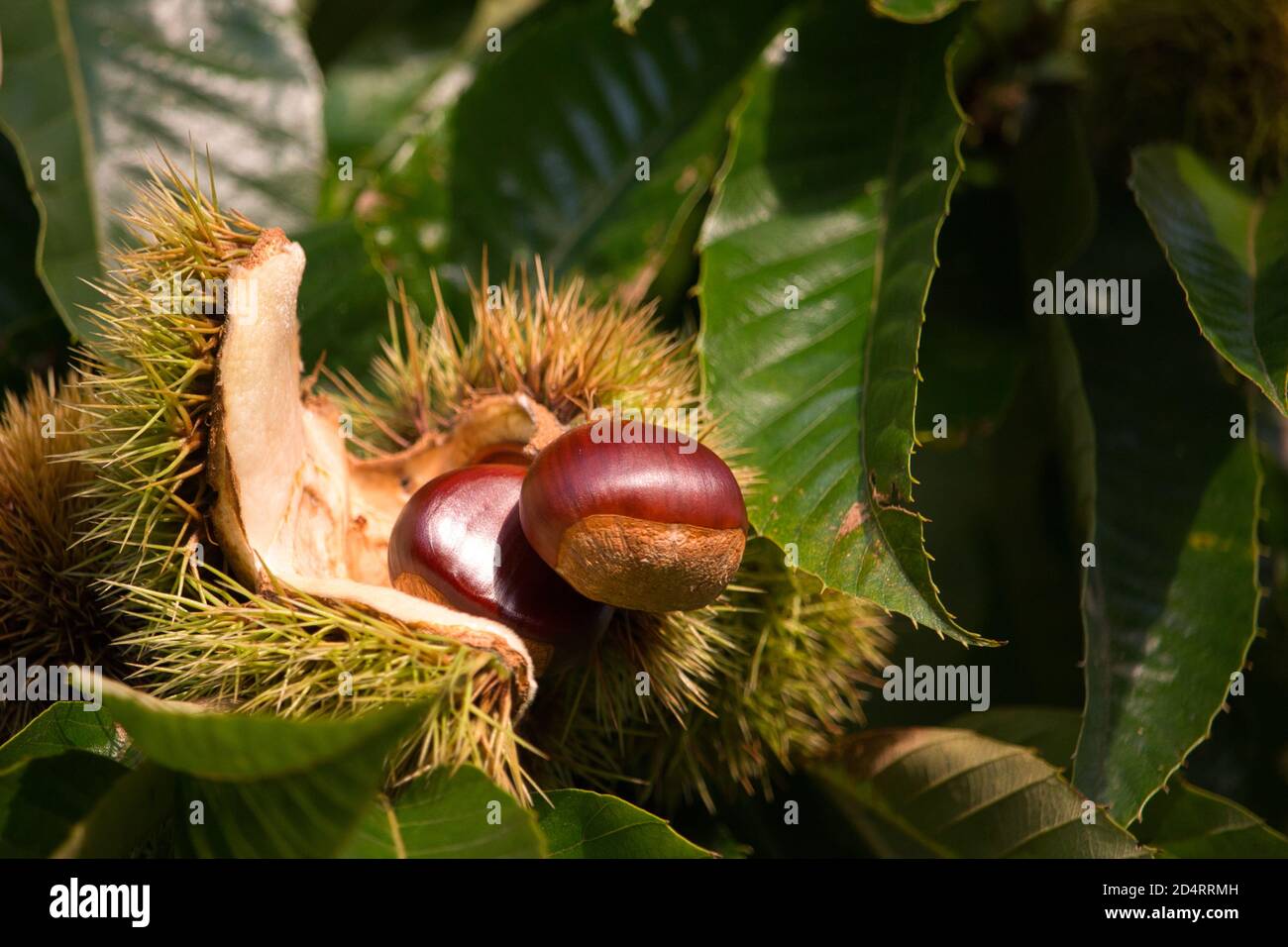 Ripe sweet chestnuts cradled in an open case on the tree Stock Photo ...