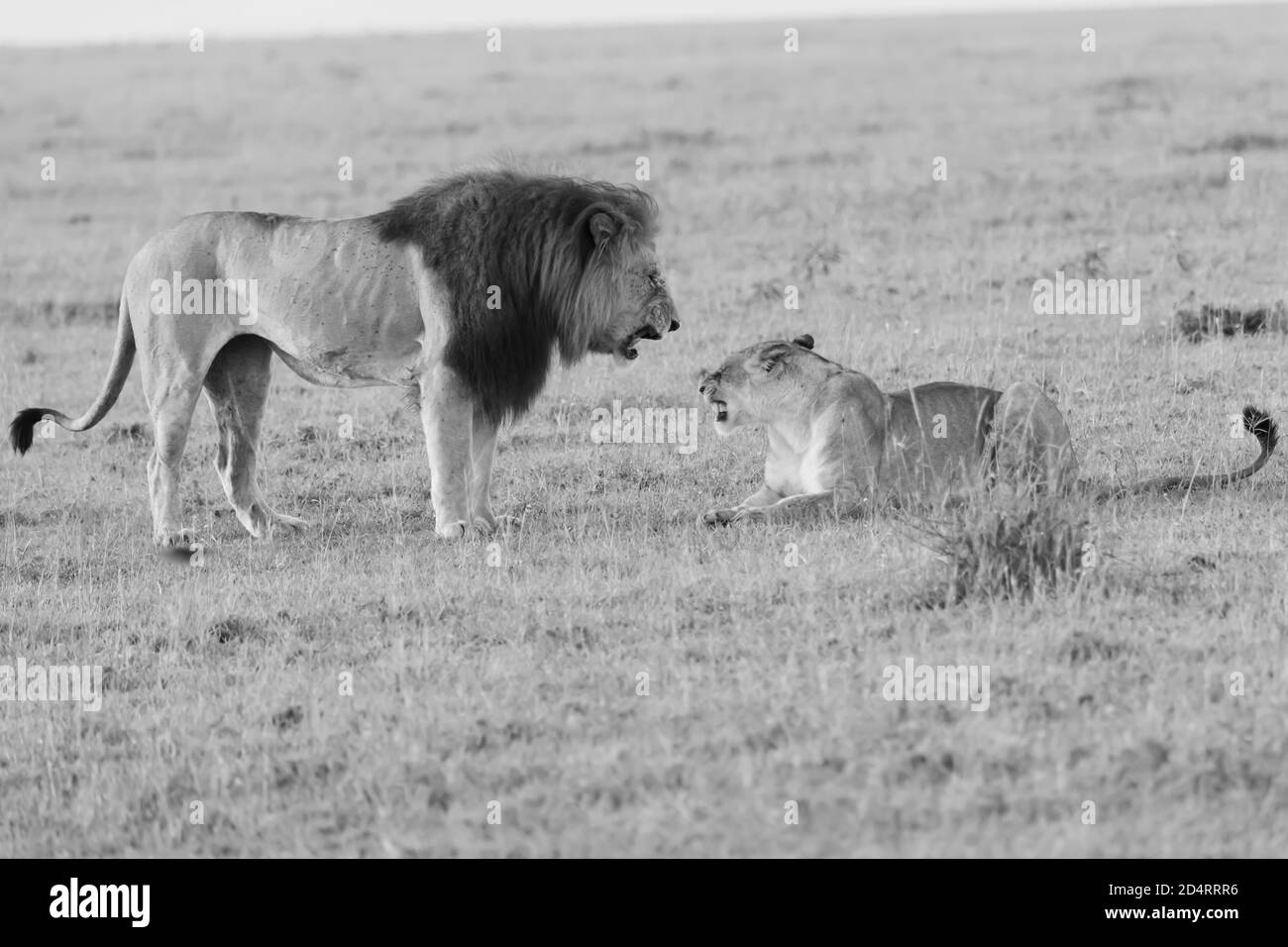 Lion mating pair Black and White Stock Photos & Images - Alamy