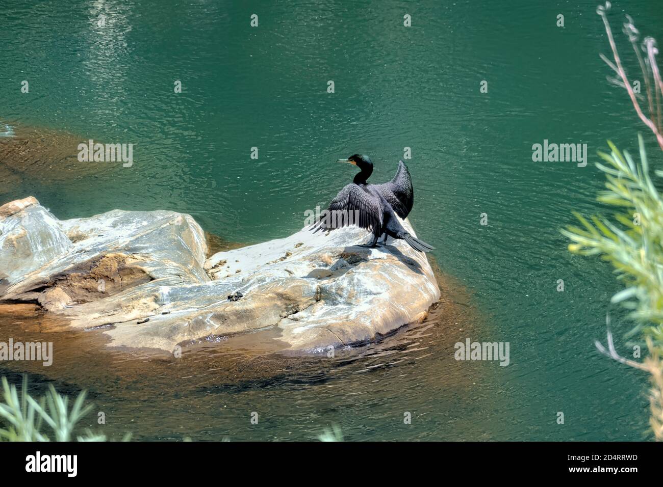 Colorado birding trail hi-res stock photography and images - Alamy