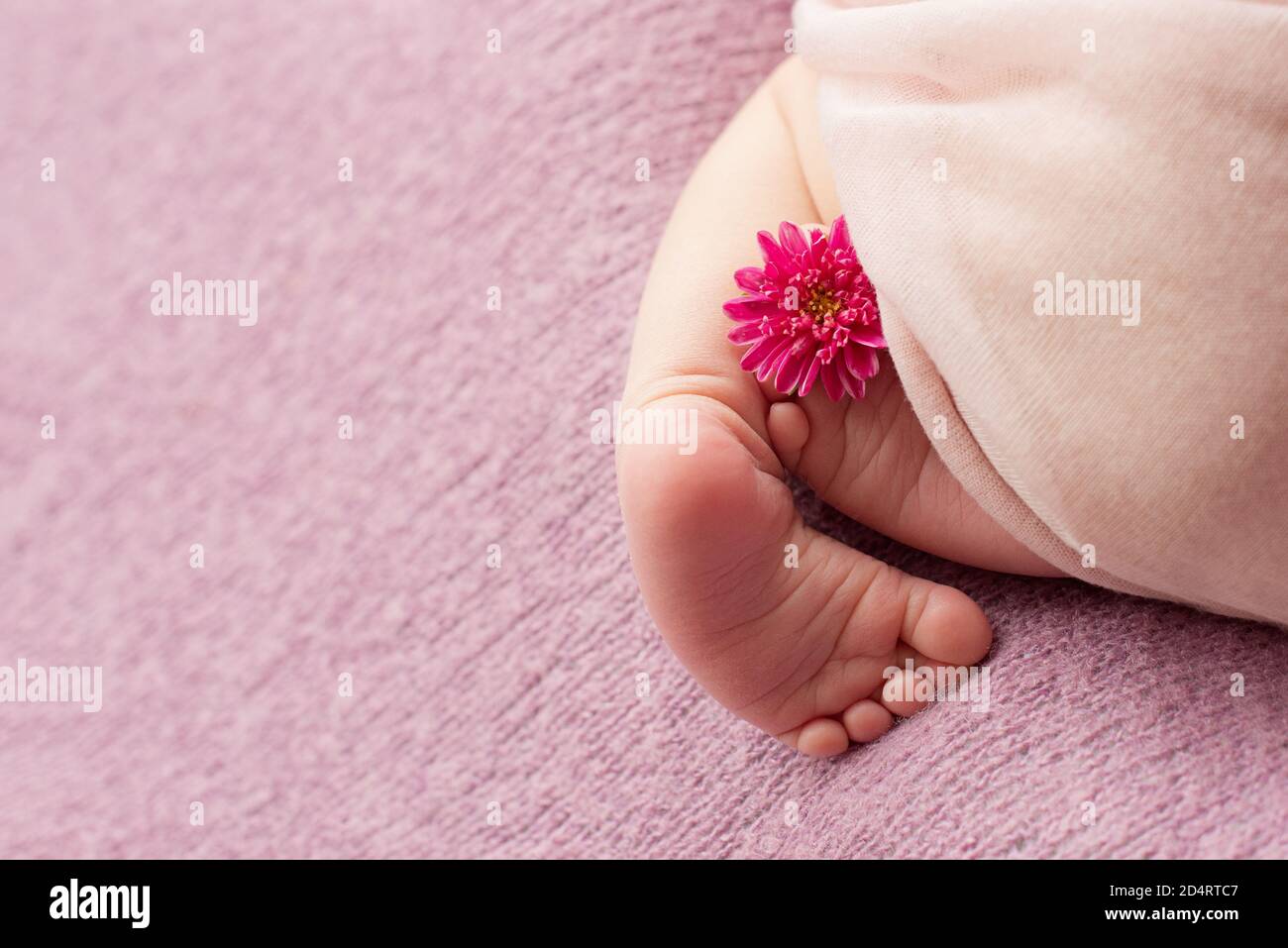 feet of the newborn baby with flower, fingers on the foot, maternal ...