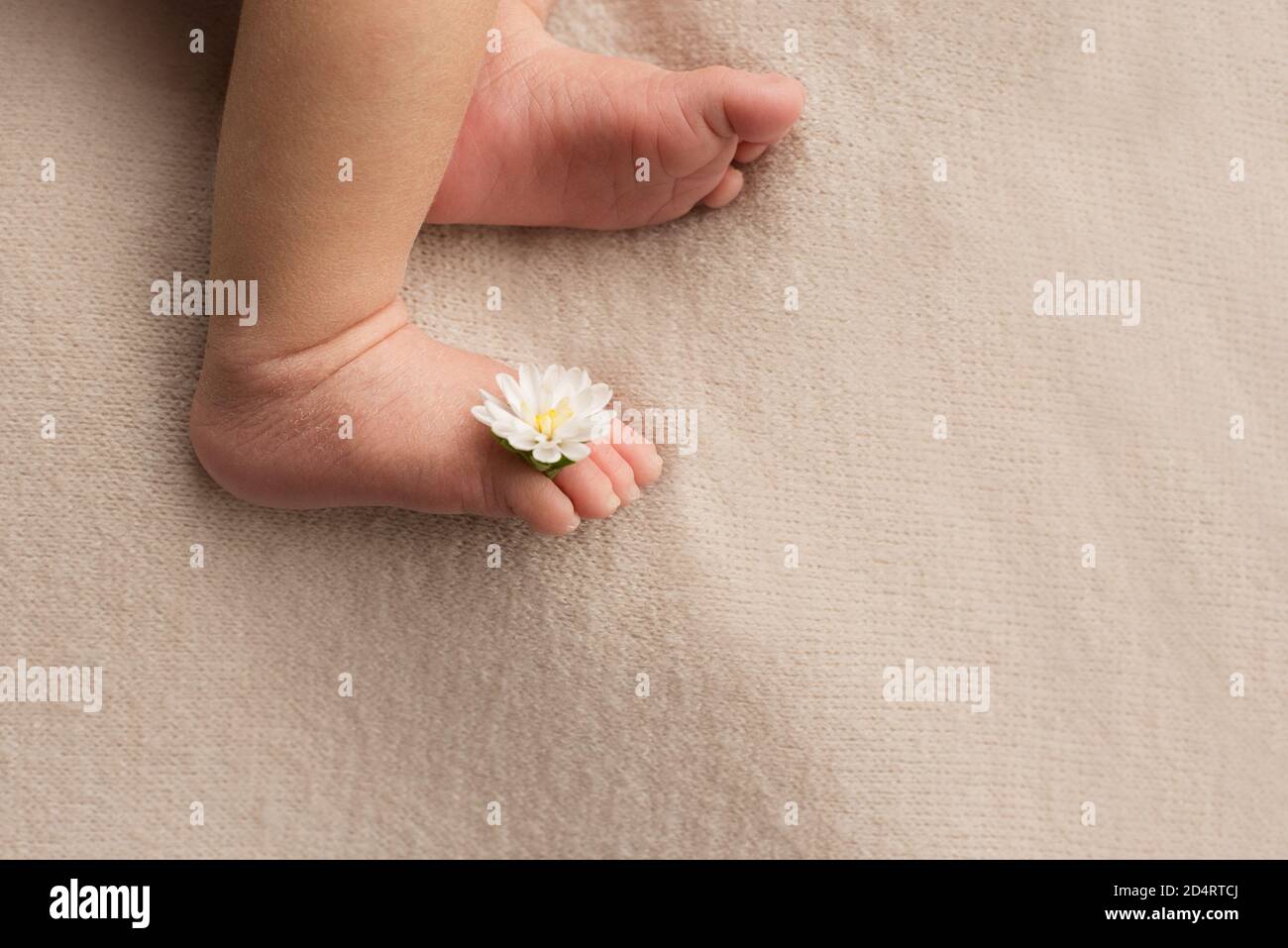 feet of the newborn baby with flower, fingers on the foot, maternal ...