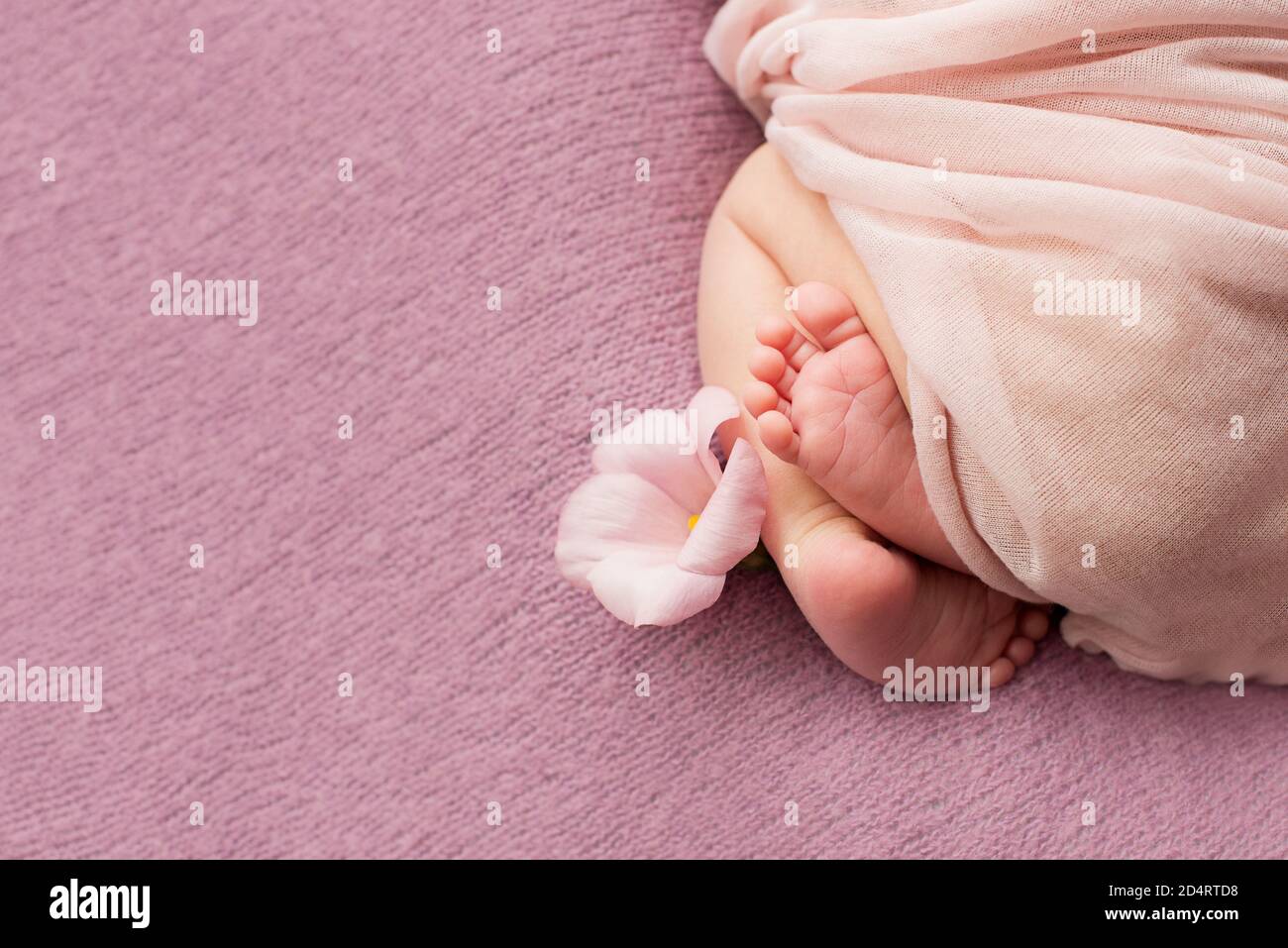 feet of the newborn baby with flower, fingers on the foot, maternal ...