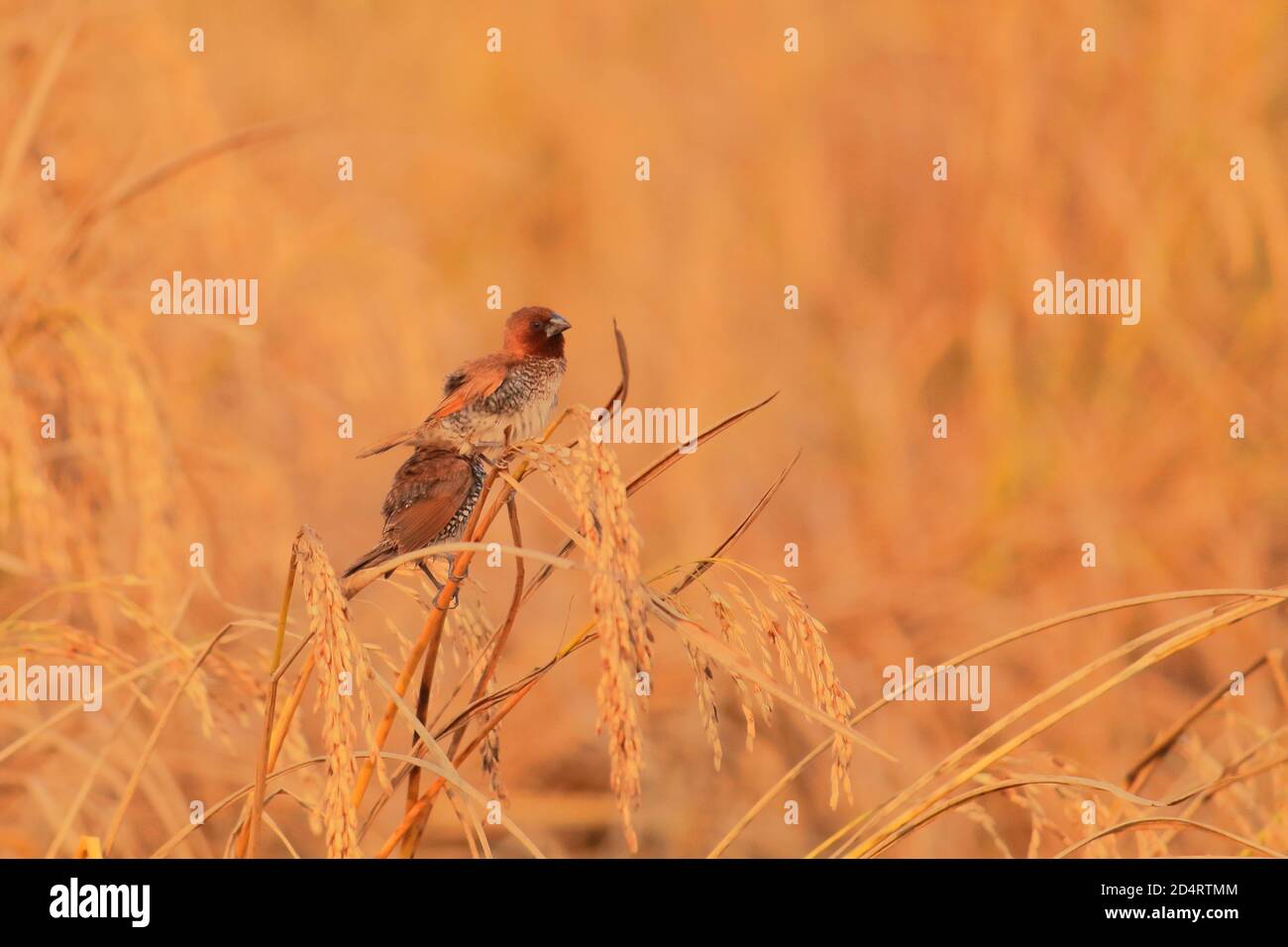 Sheaf of paddy hi-res stock photography and images - Alamy