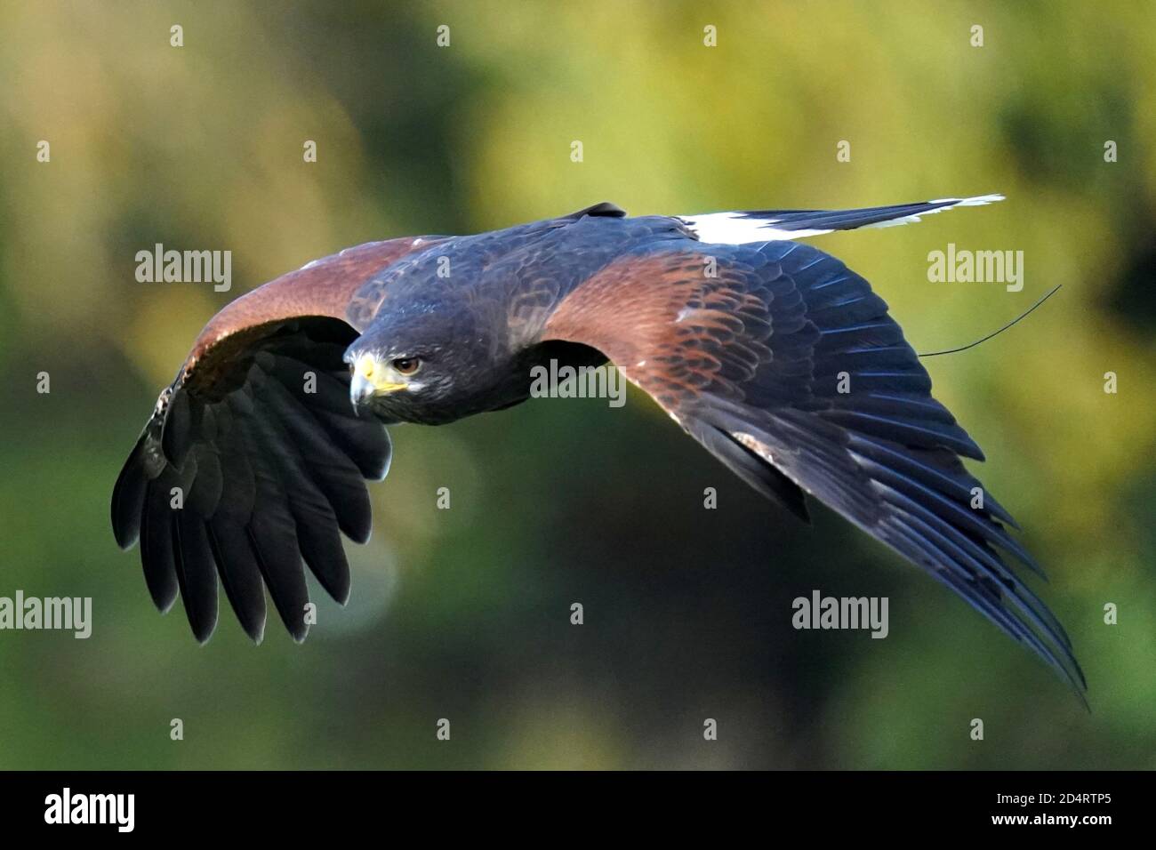 Harris Hawk used in Falconry and flight demos Stock Photo - Alamy