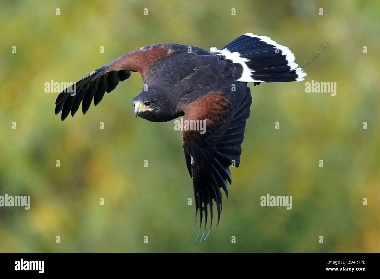 Harris Hawk used in Falconry and flight demos Stock Photo - Alamy
