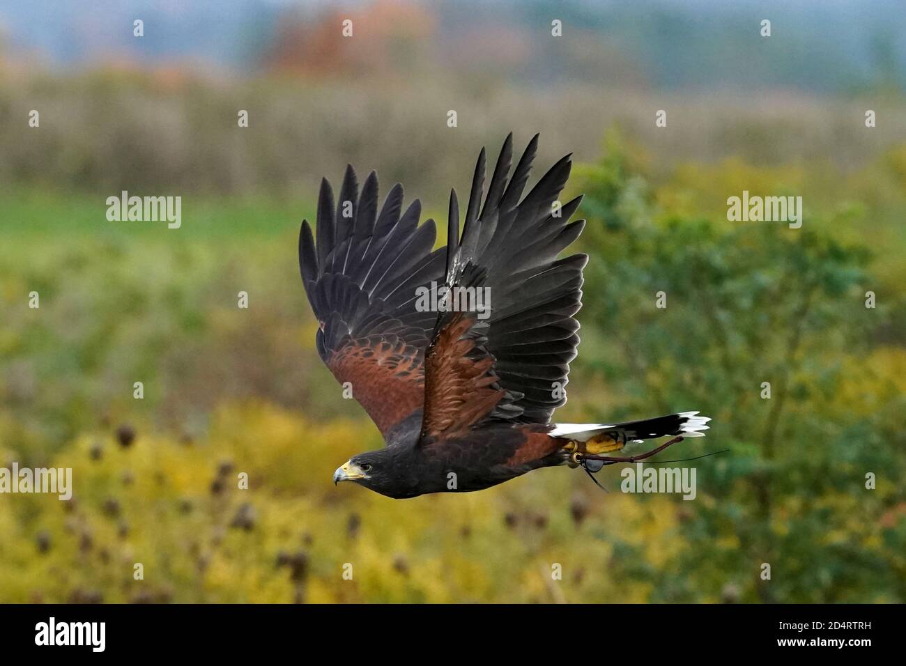 Harris Hawk used in Falconry and flight demos Stock Photo - Alamy