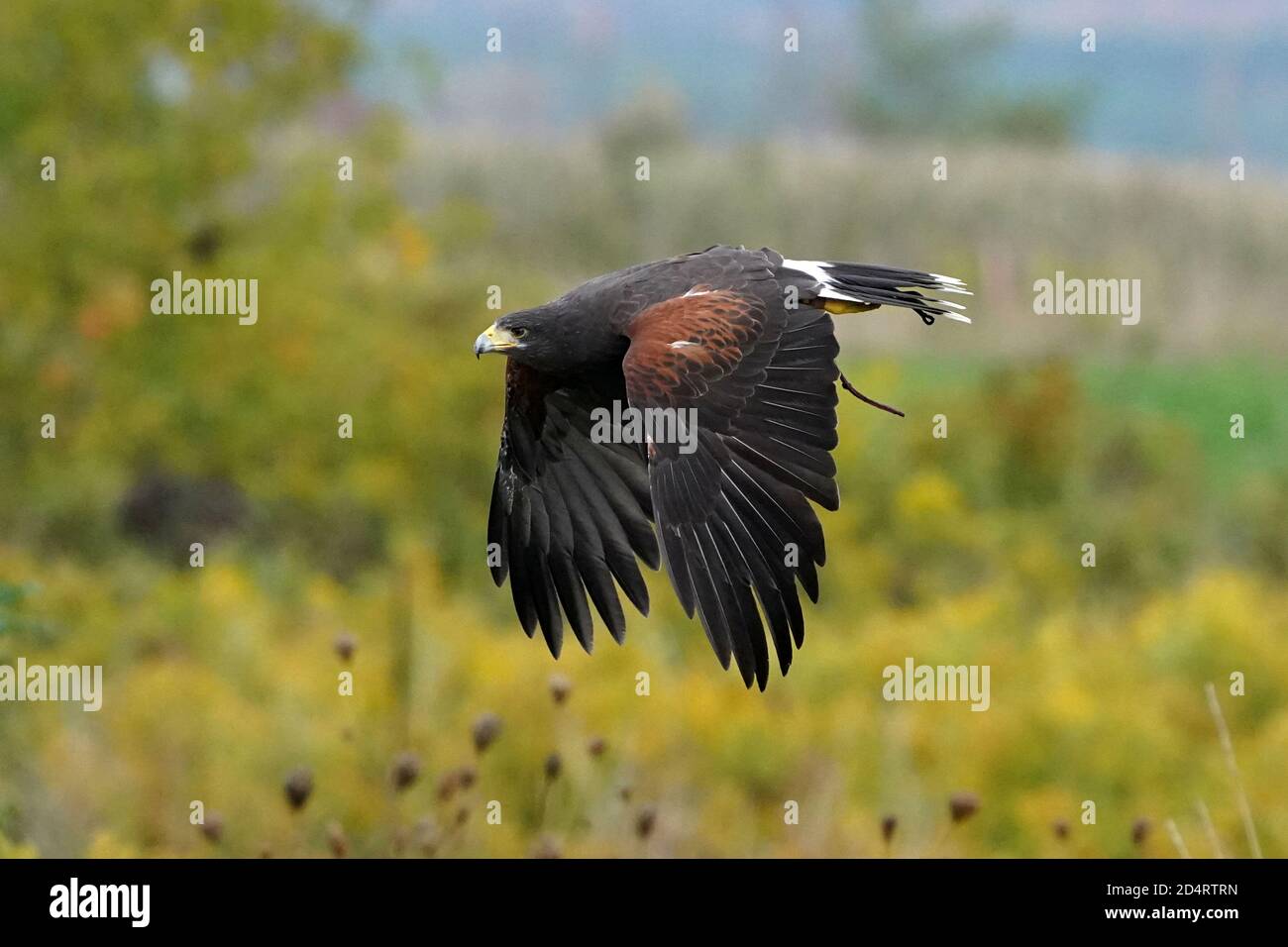 Harris Hawk used in Falconry and flight demos Stock Photo - Alamy