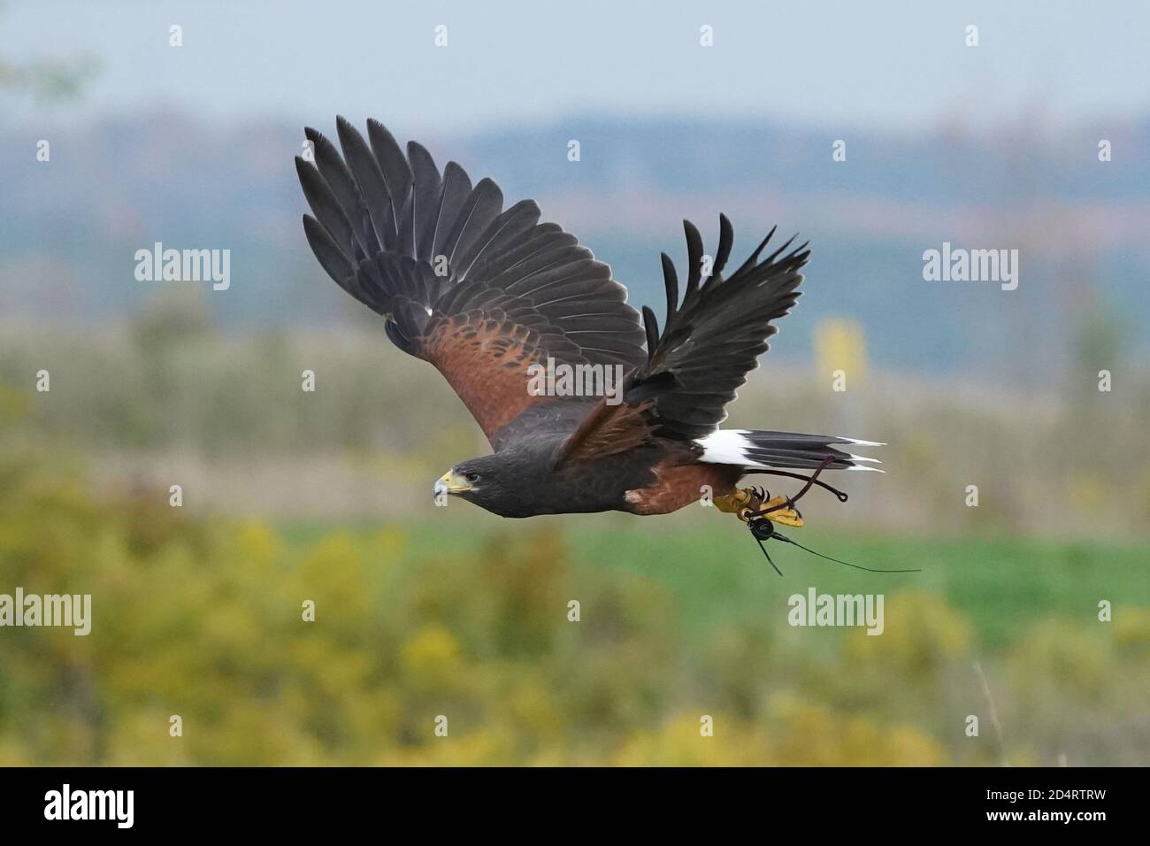 Harris Hawk used in Falconry and flight demos Stock Photo - Alamy