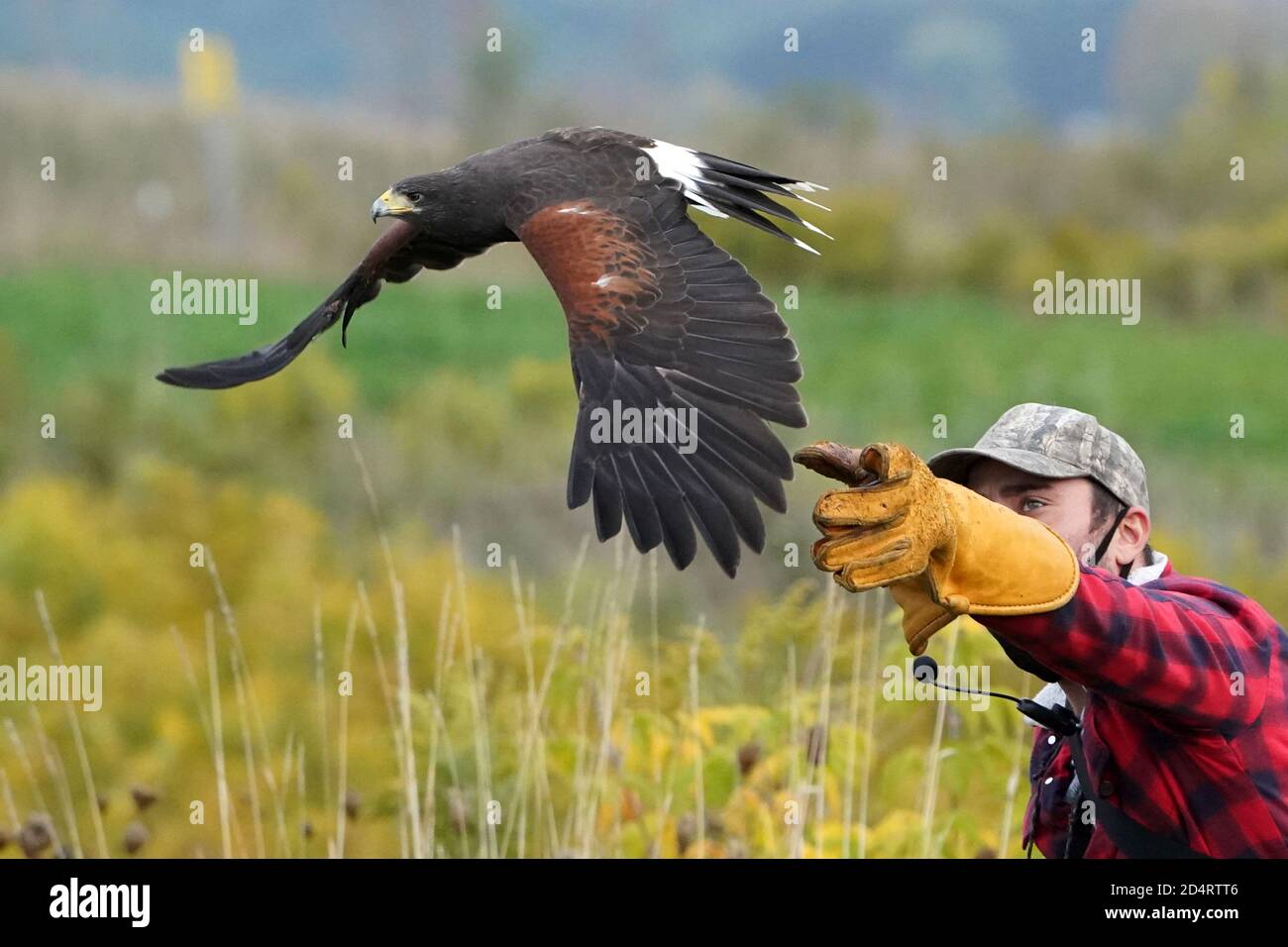 Harris Hawk used in Falconry and flight demos Stock Photo - Alamy