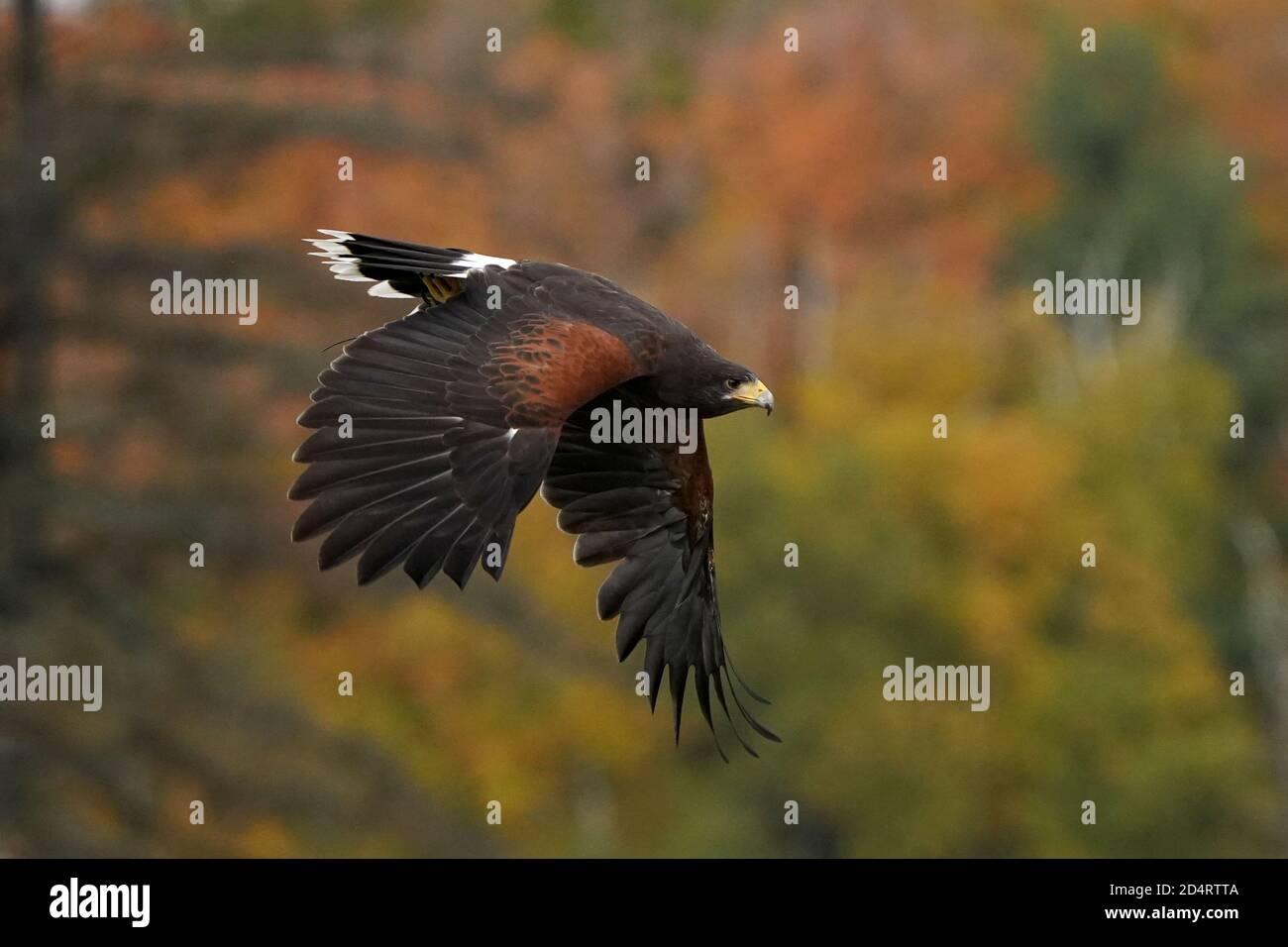 Harris Hawk used in Falconry and flight demos Stock Photo - Alamy