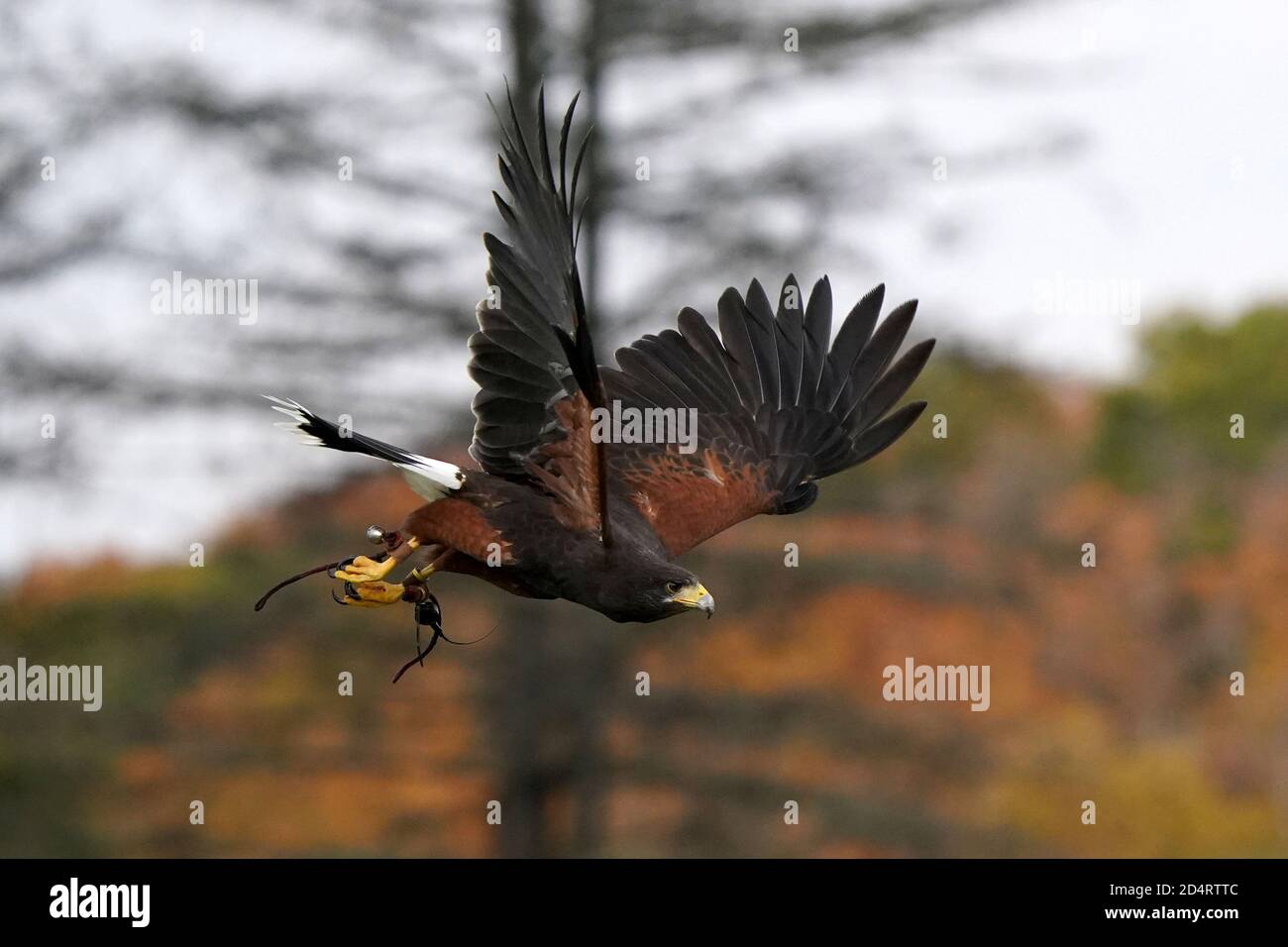 Harris Hawk used in Falconry and flight demos Stock Photo - Alamy