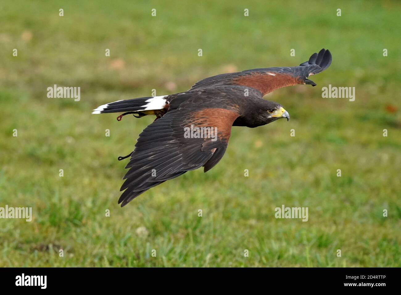 Harris Hawk used in Falconry and flight demos Stock Photo - Alamy
