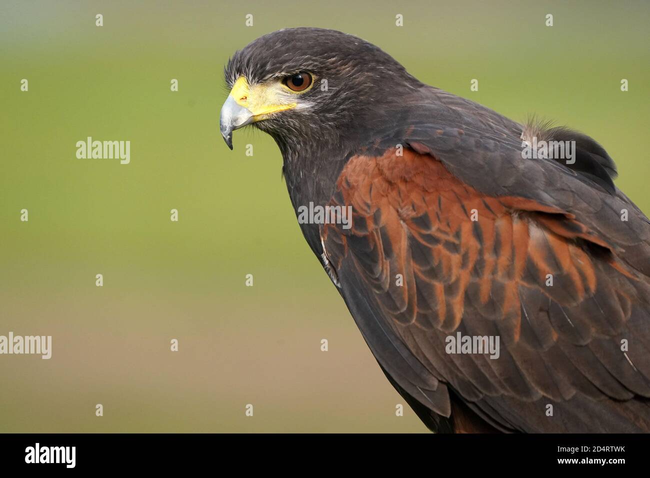 Harris Hawk used in Falconry and flight demos Stock Photo - Alamy