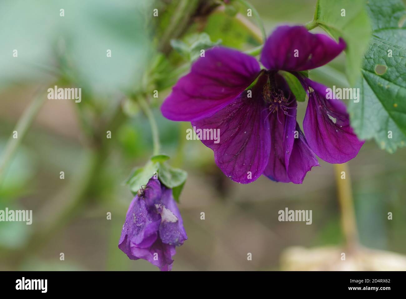 Closeup shot of beautiful purple mallow flowers on a blurred background ...