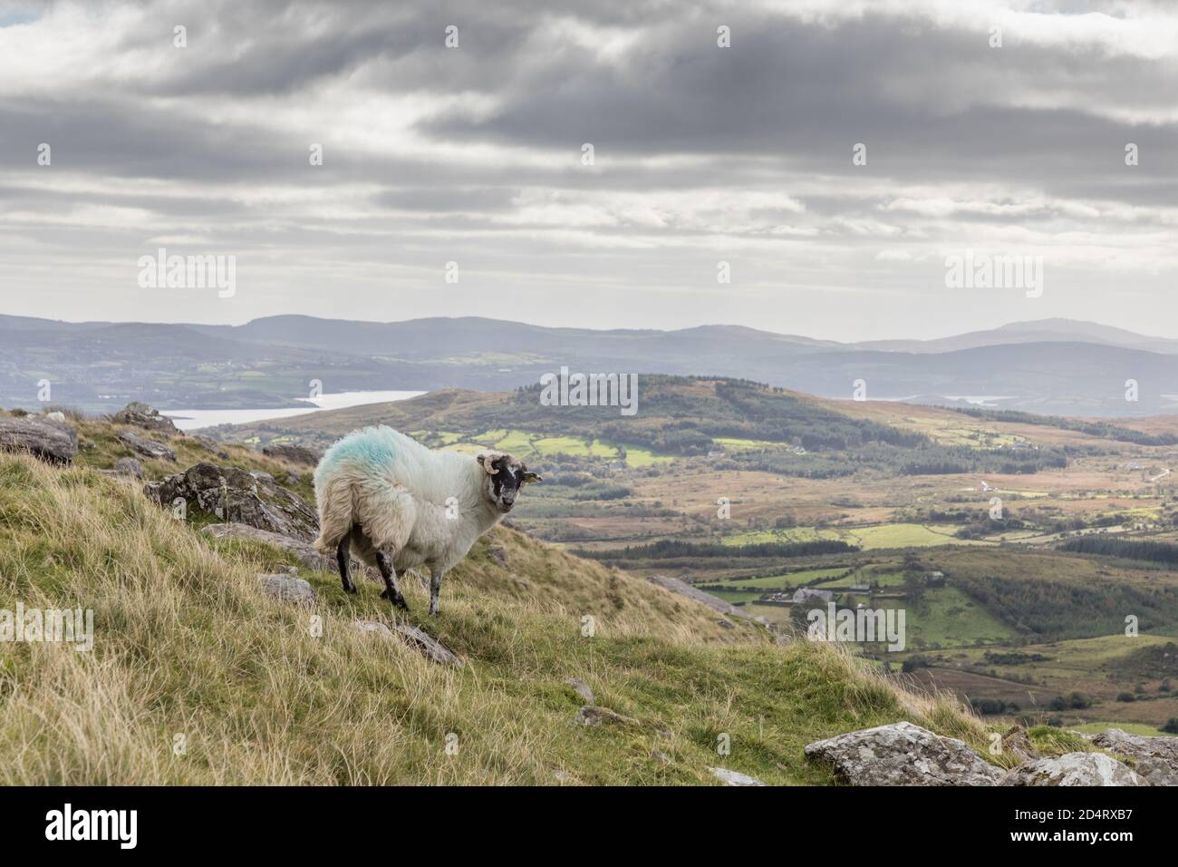 Leap in hi-res stock photography and images - Alamy