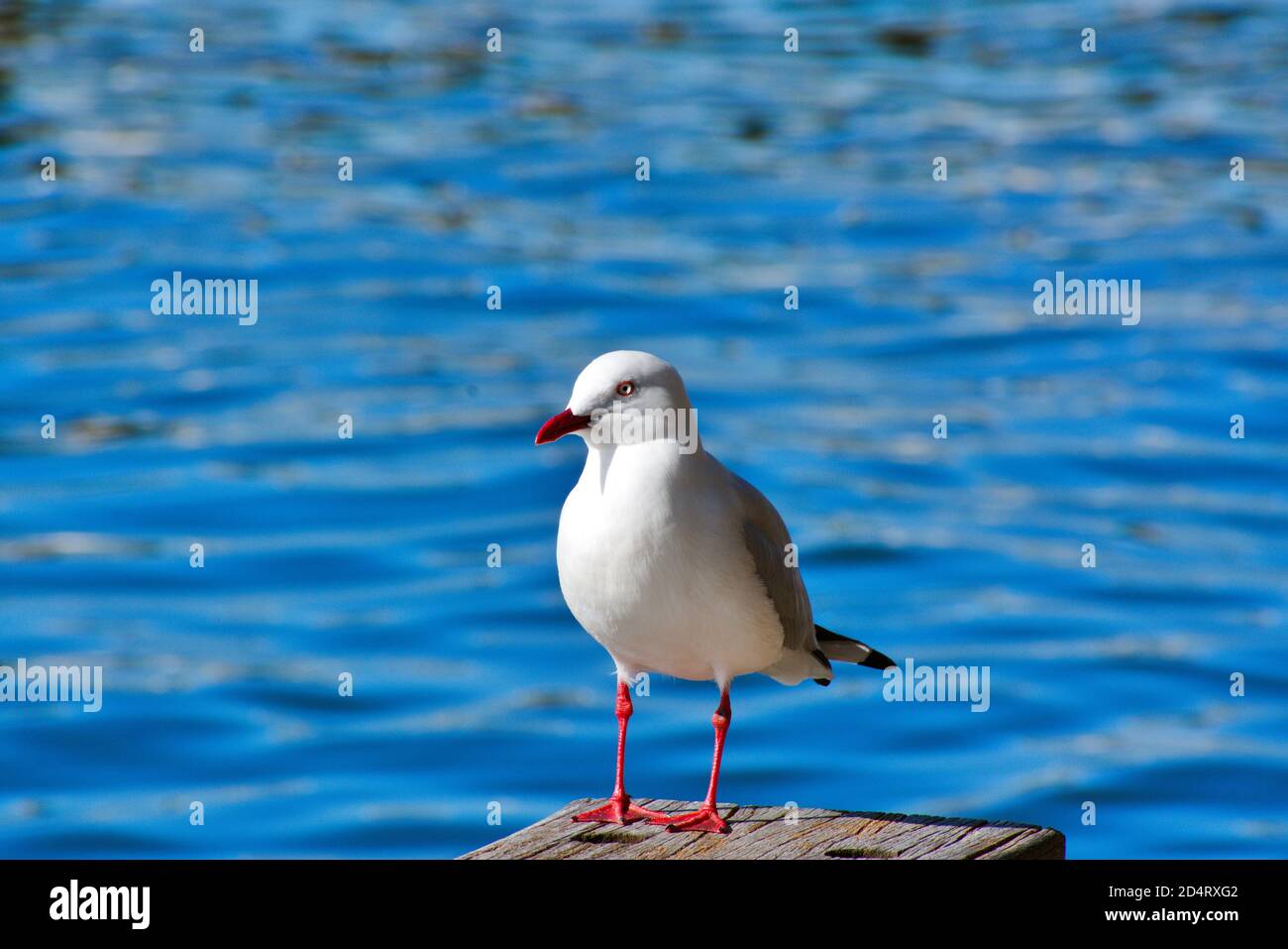 Sea gull 9 Stock Photo - Alamy