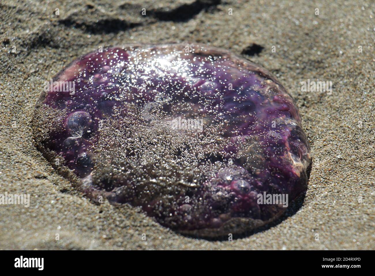 Schirmqualle hi-res stock photography and images - Alamy