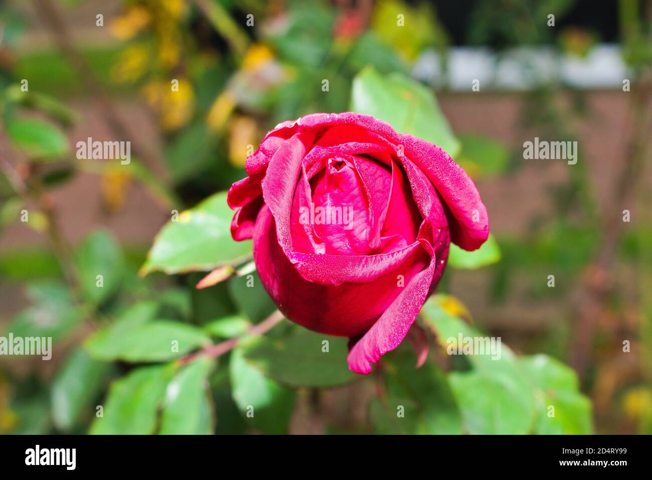 Red rose 1 hi-res stock photography and images - Alamy