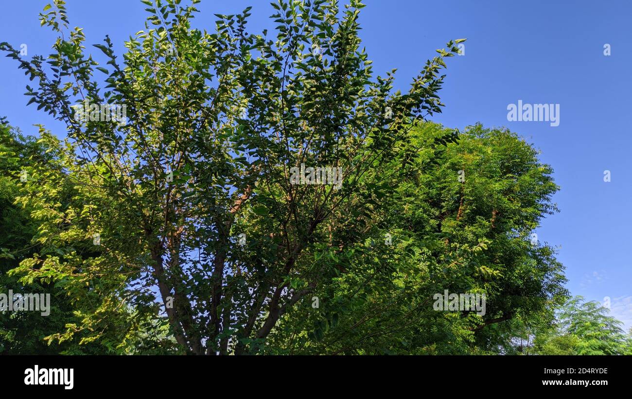 Big tea tree hi-res stock photography and images - Alamy