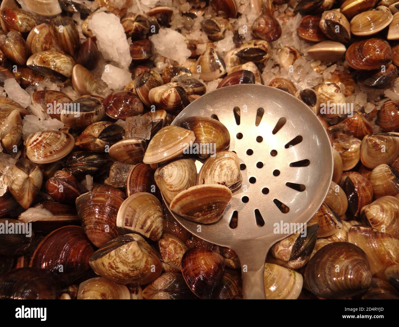 Pile of frozen snails Stock Photo - Alamy