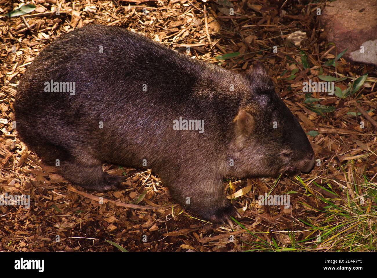 Grey wombat hi-res stock photography and images - Alamy