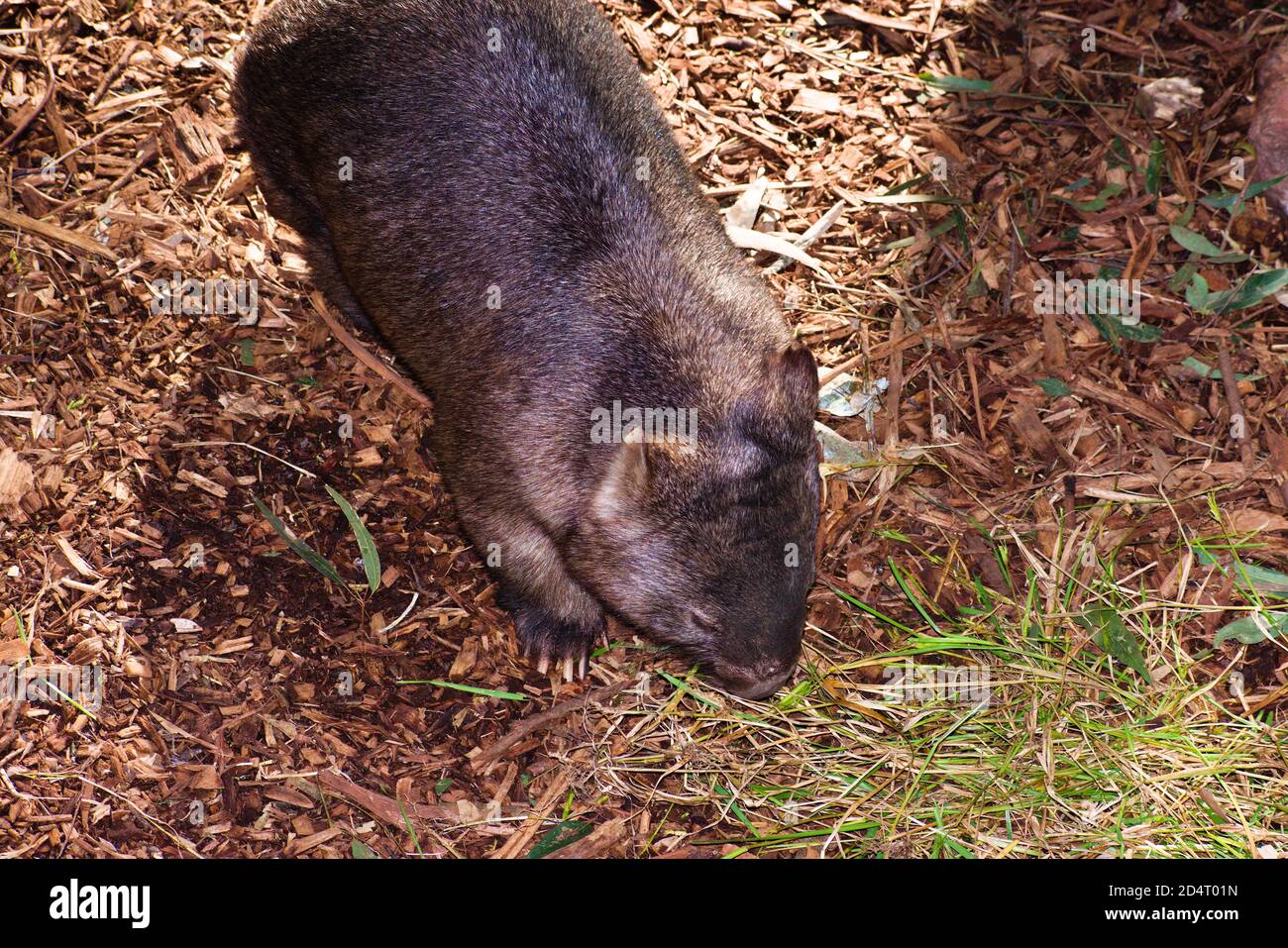 Wombat setting hi-res stock photography and images - Alamy