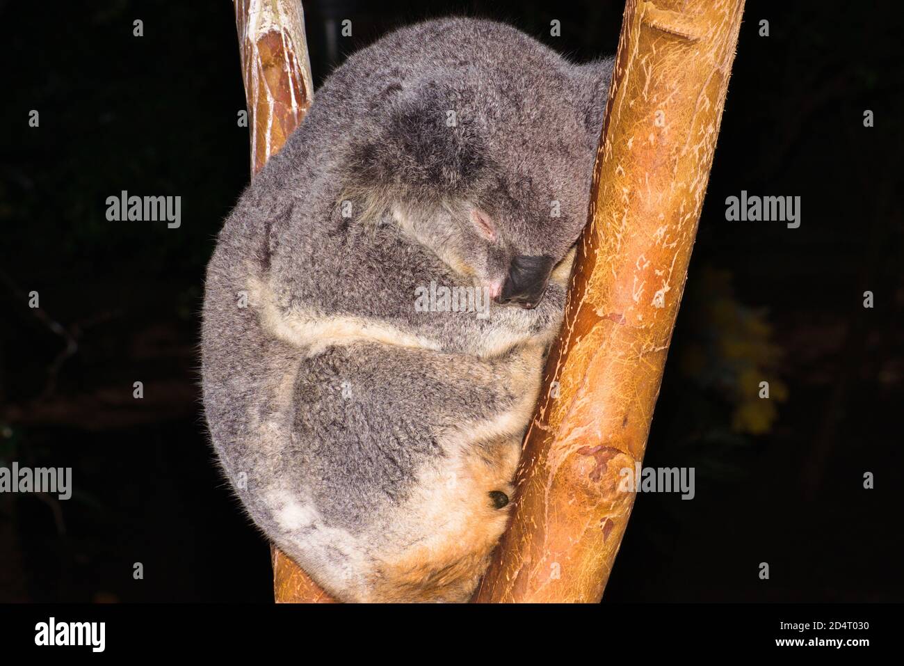 Happy koala hi-res stock photography and images - Alamy
