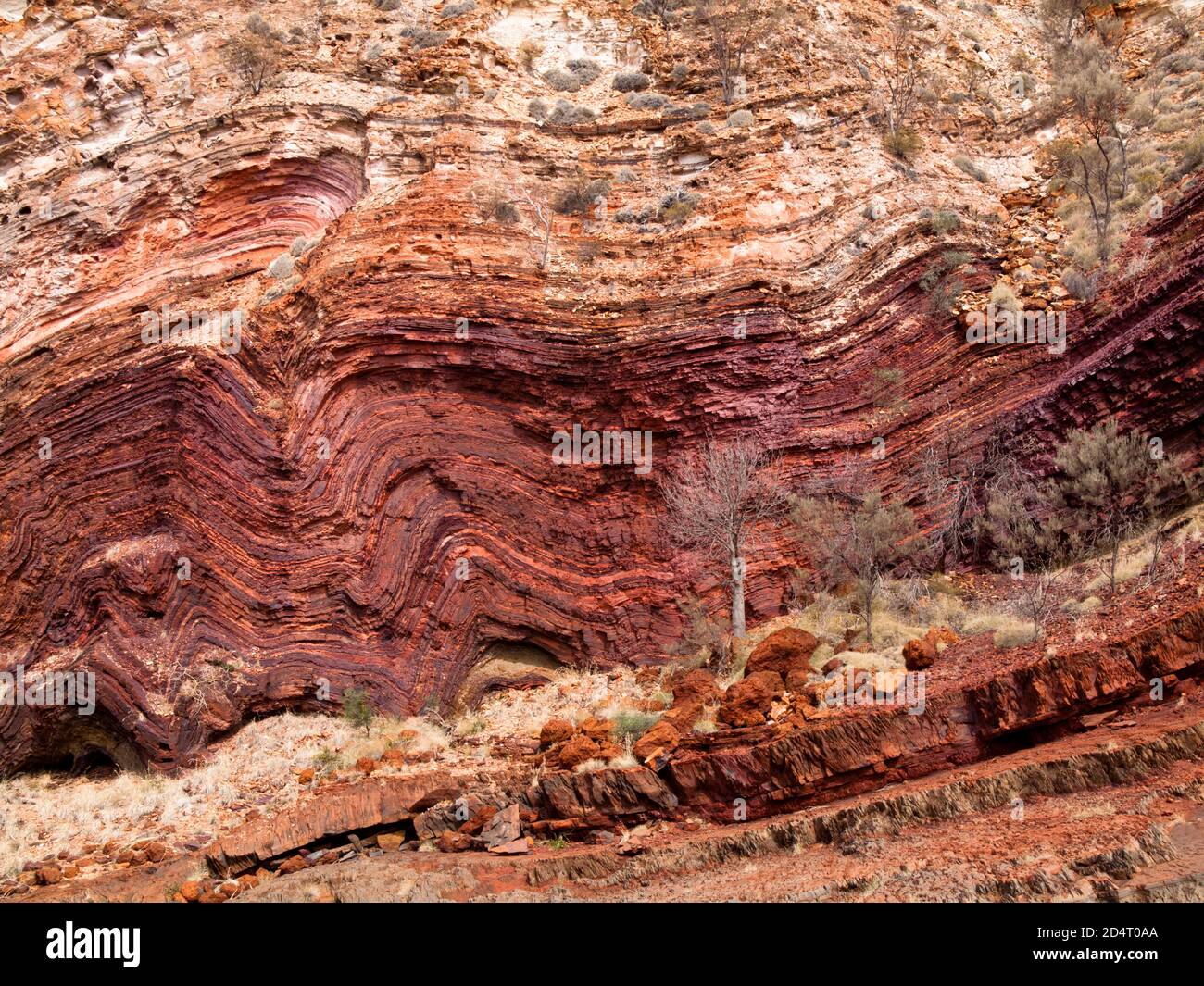 Folded ironstone layers evidence of geological uplift, Hamersley Gorge ...