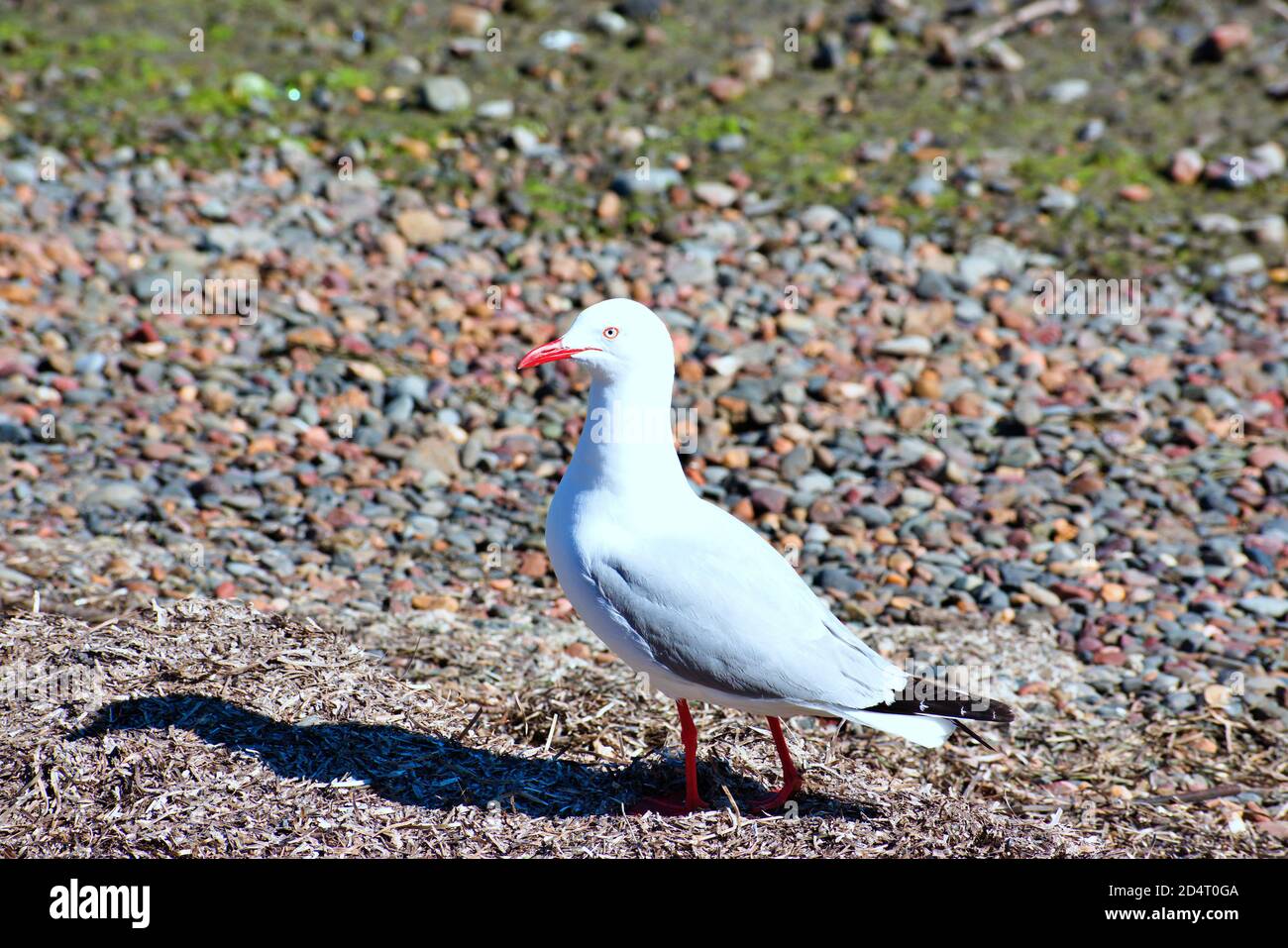 Seagull anatomy hi-res stock photography and images - Alamy