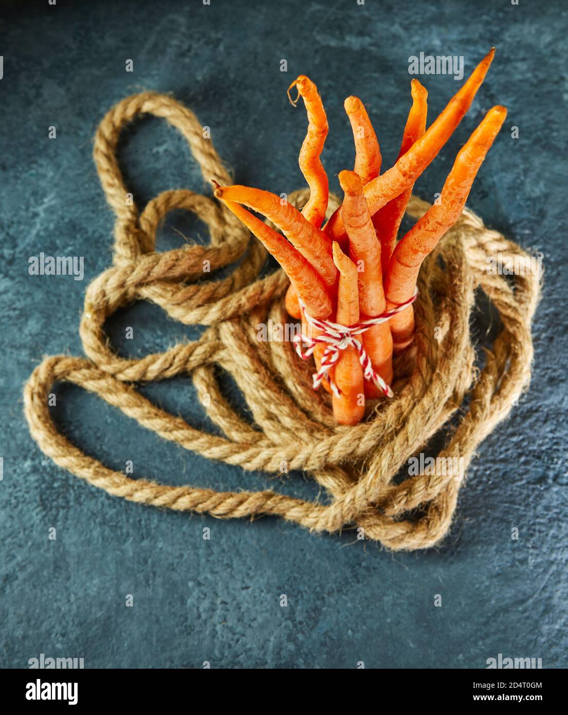 Ugly food. Deformed organic carrots on a rope on a blue background ...