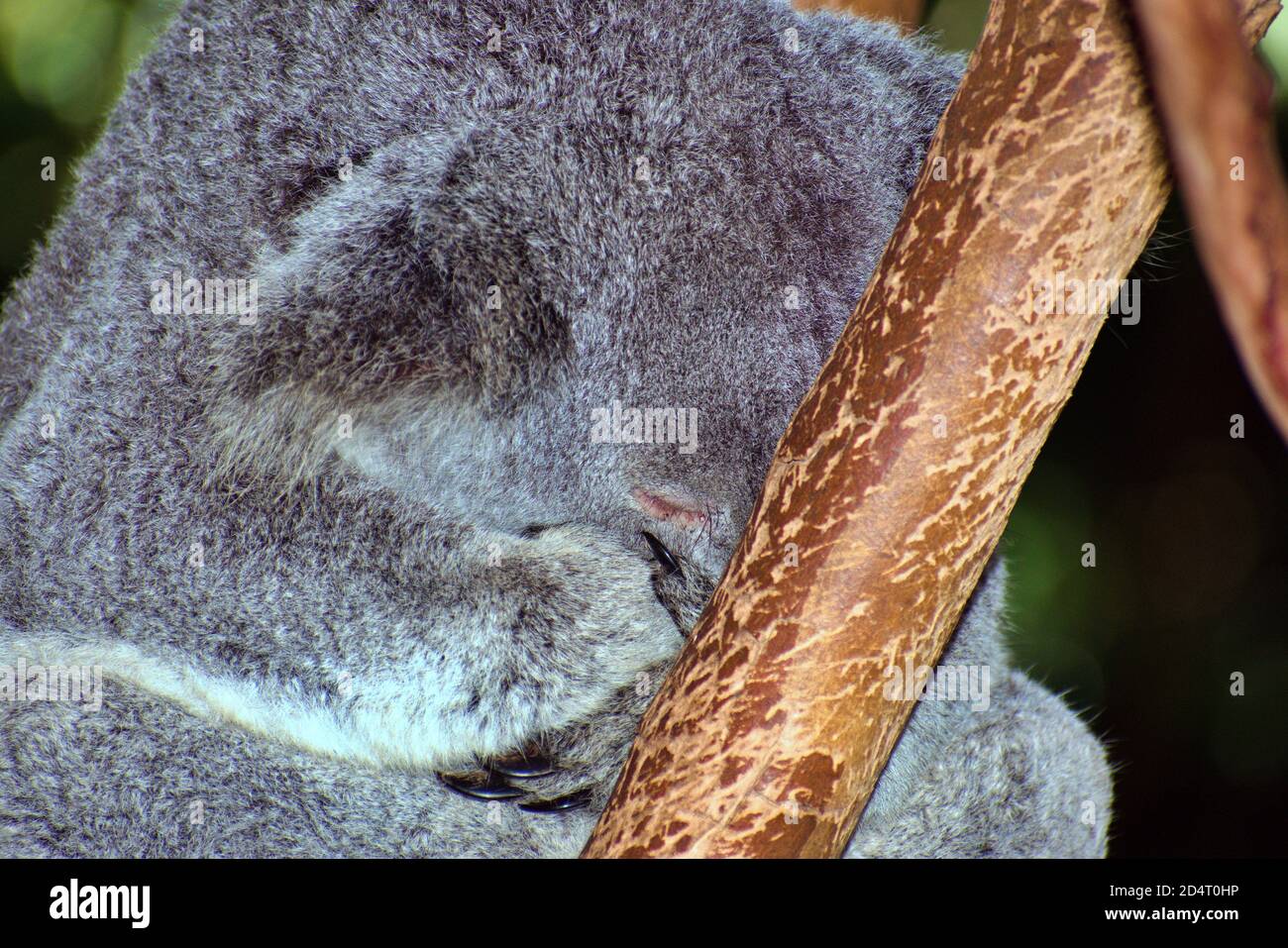 Koala in natural setting hi-res stock photography and images - Alamy
