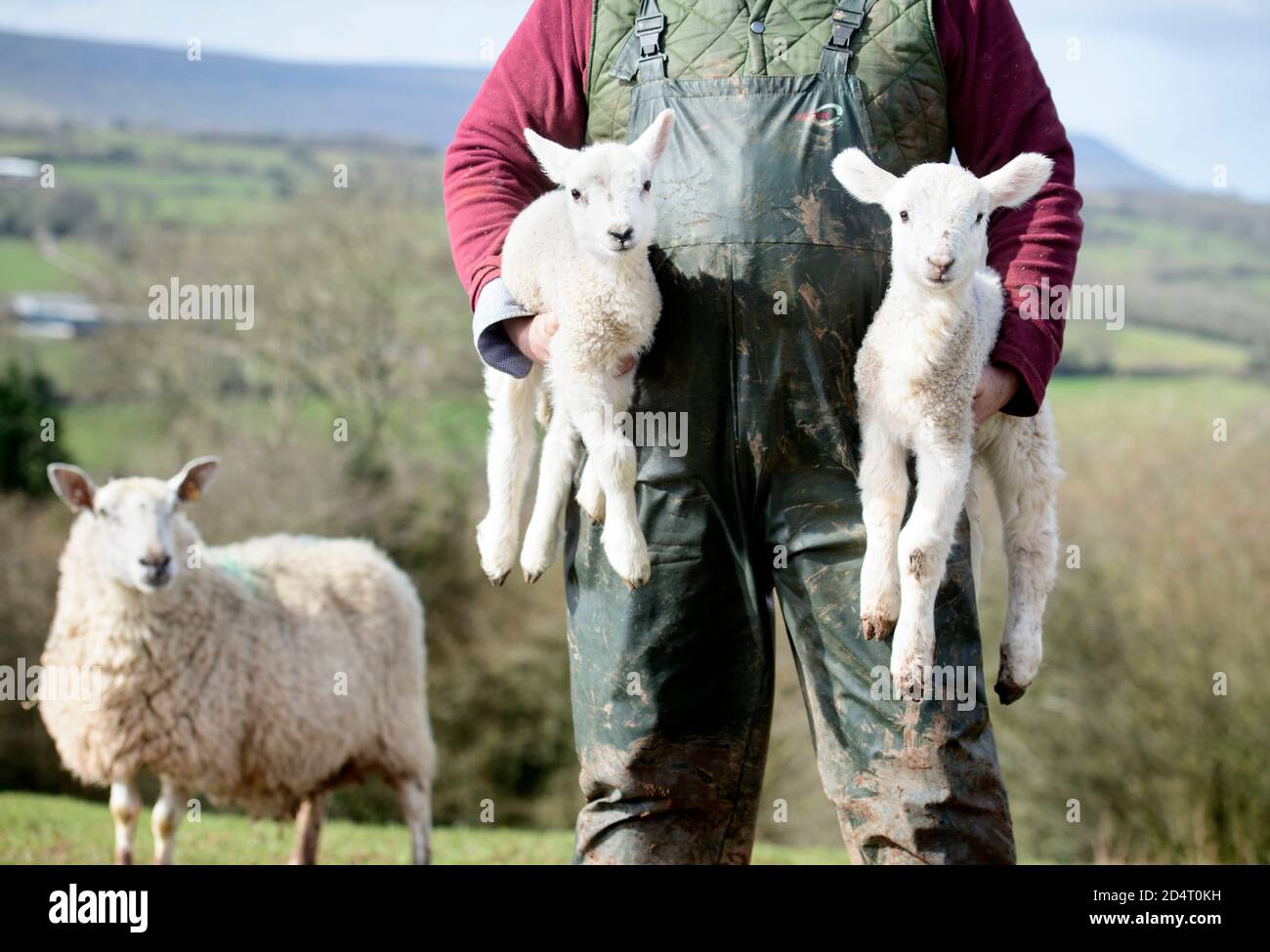 Hill farmer and sheep hi-res stock photography and images - Alamy