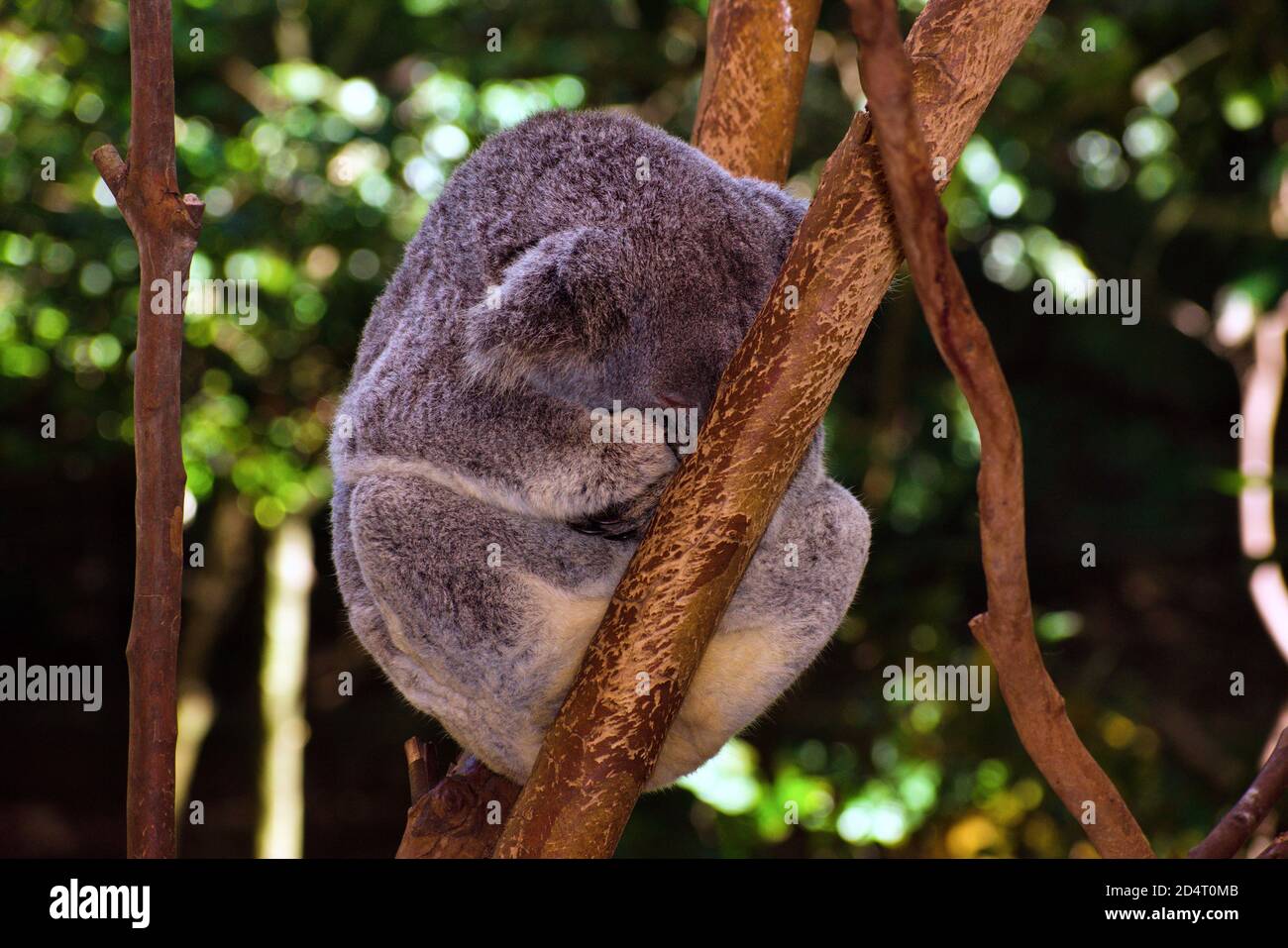 Happy koala hi-res stock photography and images - Alamy