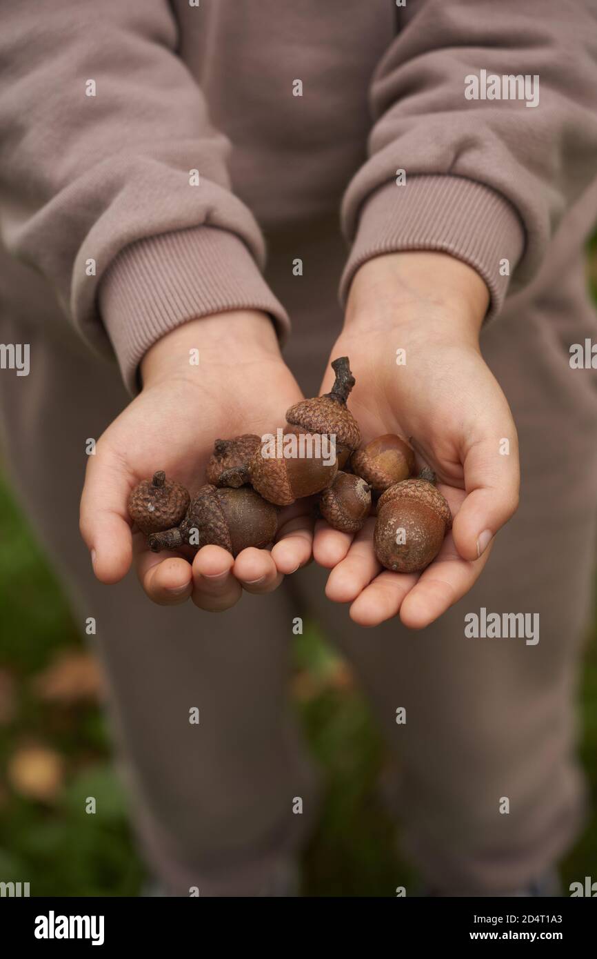 Child Holding Acorns, Fall Concept Holding Handfuls of Acorns, Hands ...