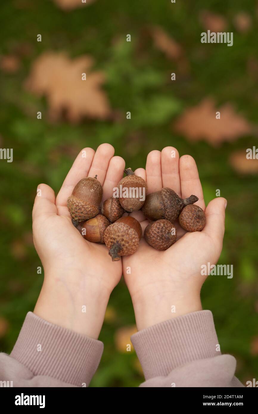 Child Holding Acorns, Fall Concept Holding Handfuls of Acorns, Hands ...