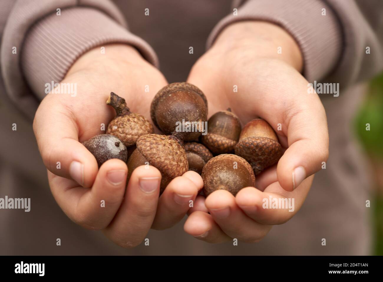 Child Holding Acorns, Fall Concept Holding Handfuls of Acorns, Hands ...