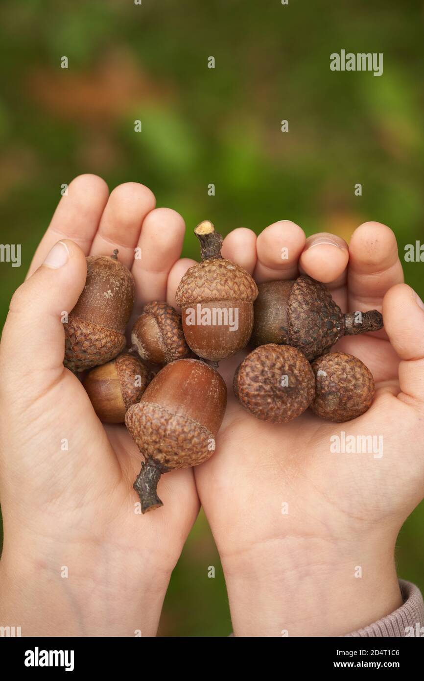 Oak acorns macro photography hi-res stock photography and images - Alamy