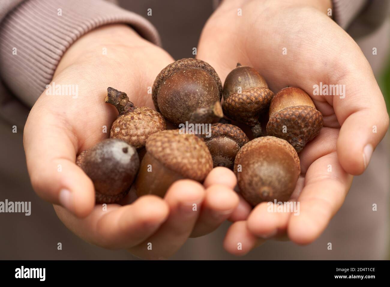 Child Holding Acorns, Fall Concept Holding Handfuls of Acorns, Hands ...