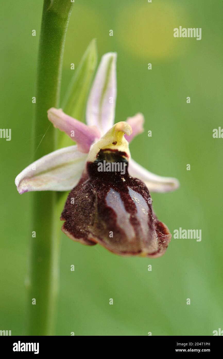 horseshoe bee-orchid (Ophrys ferrum-equinum) in a meadow Stock Photo ...