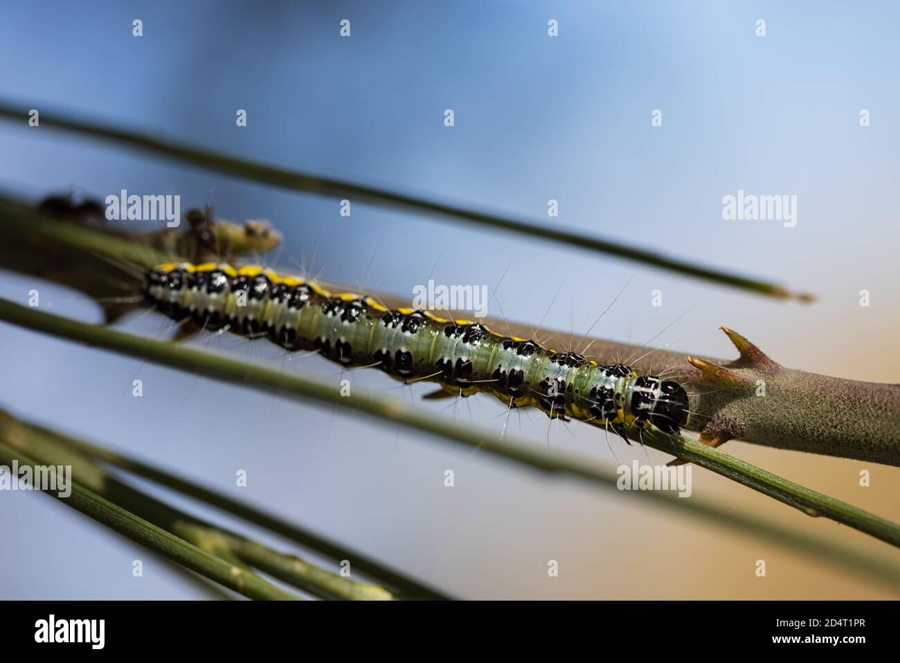 Caterpillars in its natural environment Stock Photo - Alamy