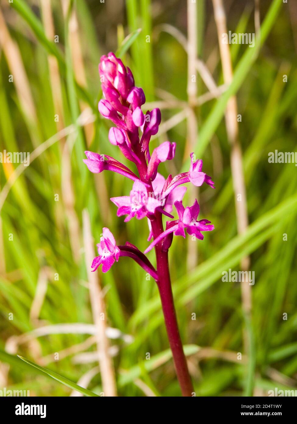 four spotted orchis (orchis quadripunctata) in a meadow Stock Photo - Alamy