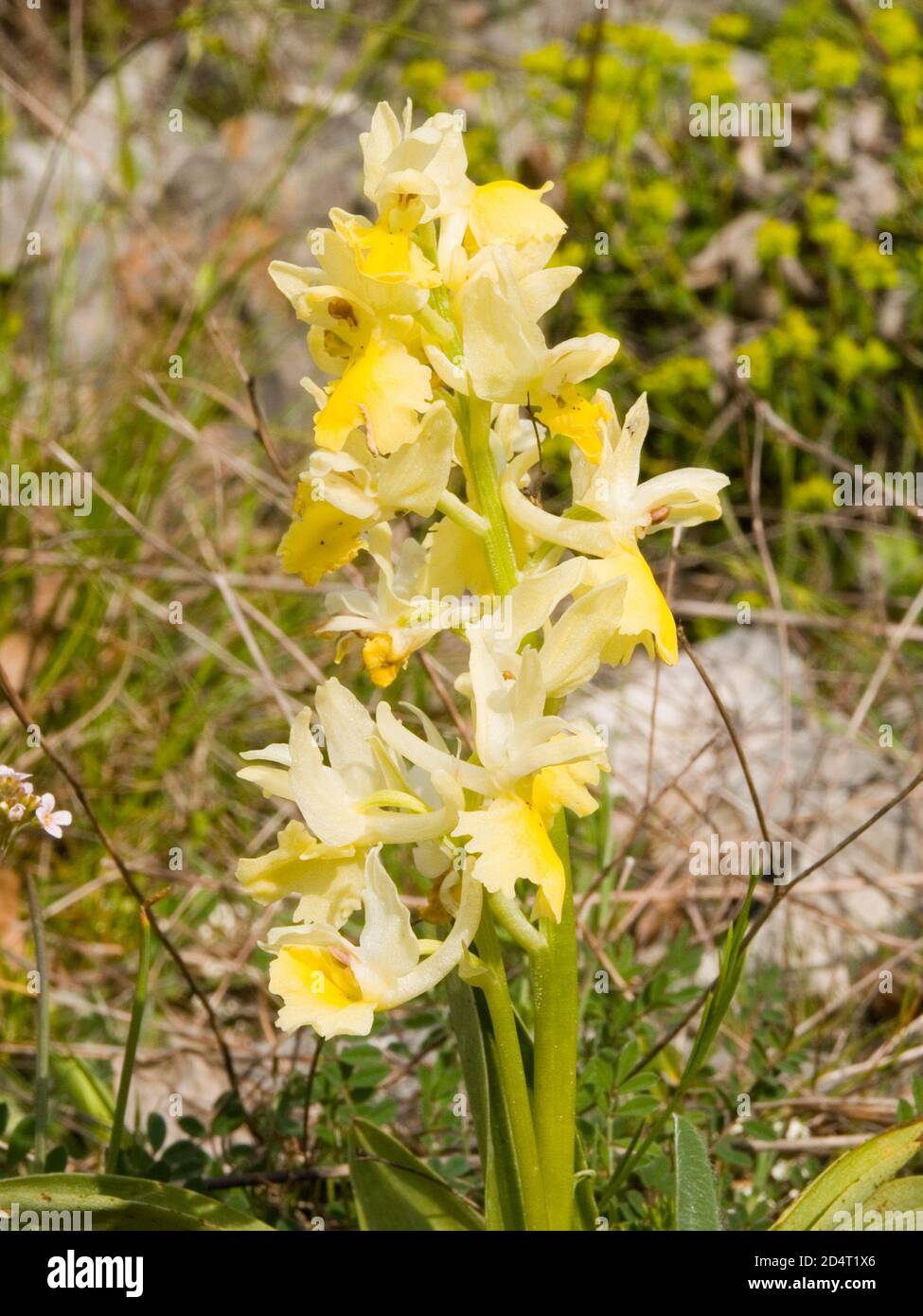 Flora plant croatia hi-res stock photography and images - Alamy