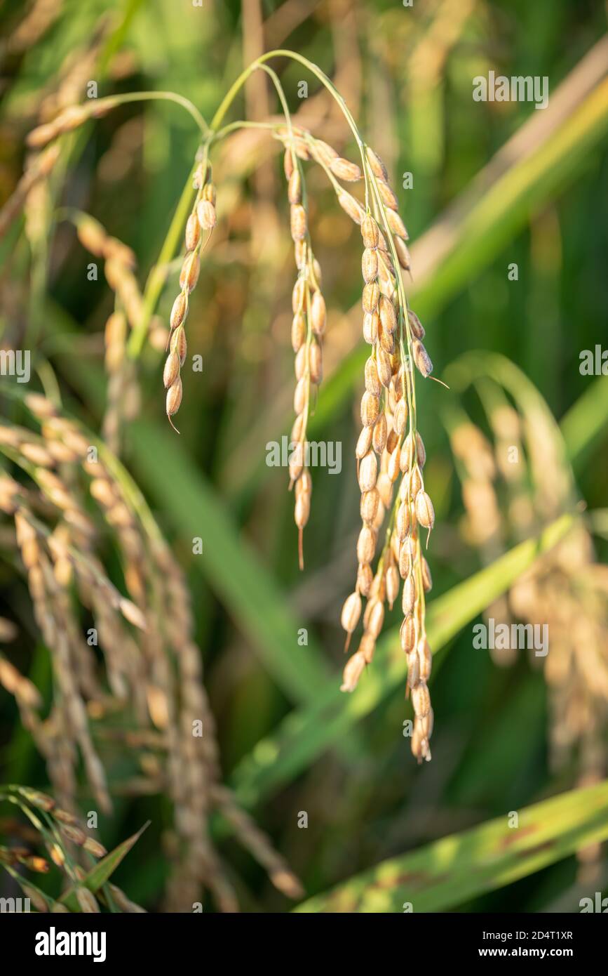 Rice paddy field europe hi-res stock photography and images - Alamy